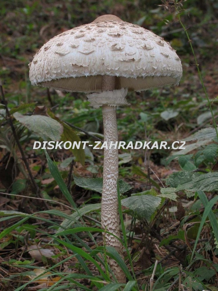 Bedla vysoká sadba 500ml :: Diskont-zahrádkář